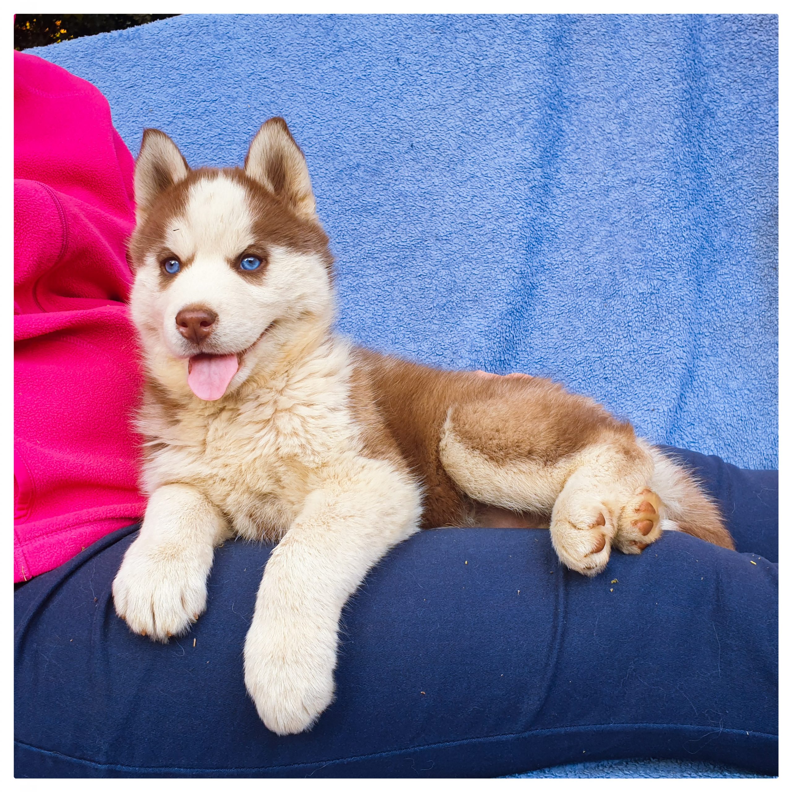 Siberian Huskies - PetsOnline