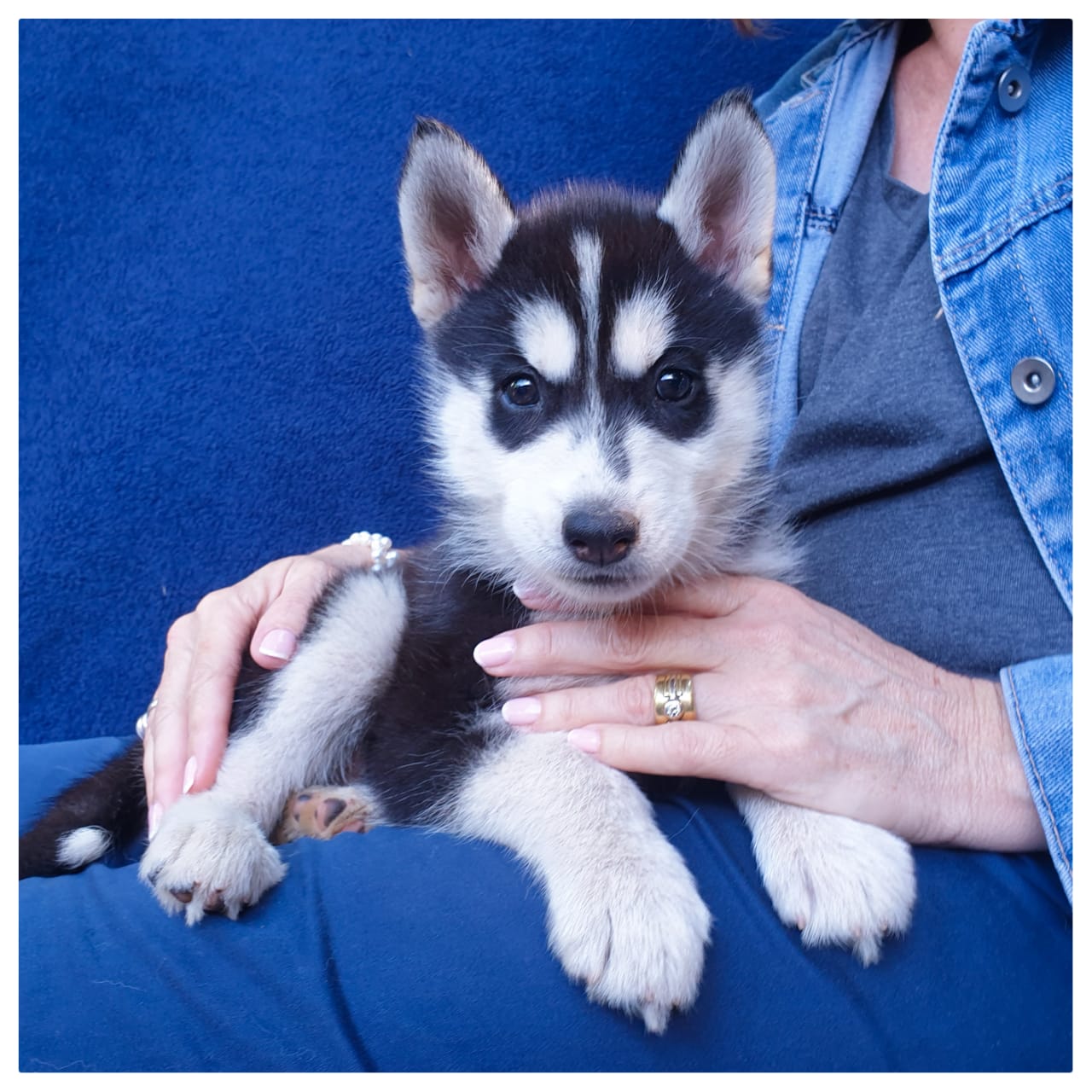 Female Siberian Husky in Pretoria - PetsOnline