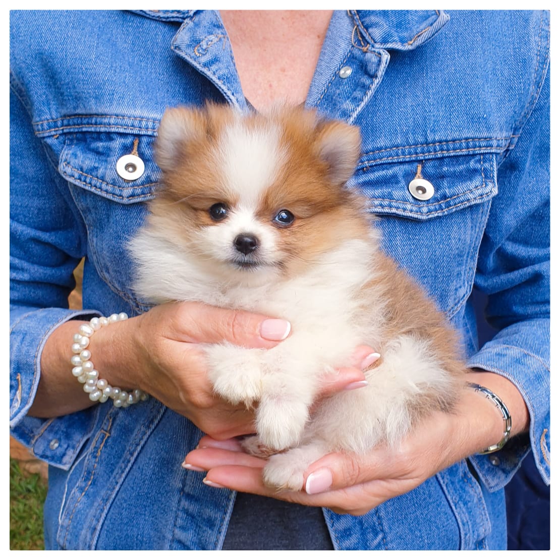 Toypom puppy for sale - PetsOnline