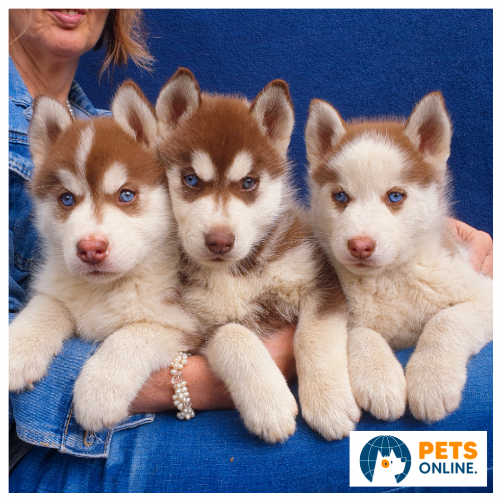 Siberian Huskies - PetsOnline