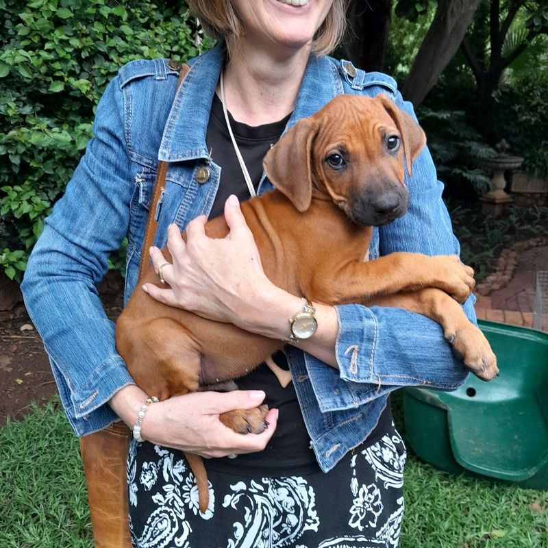 Ridgeback Puppies - PetsOnline