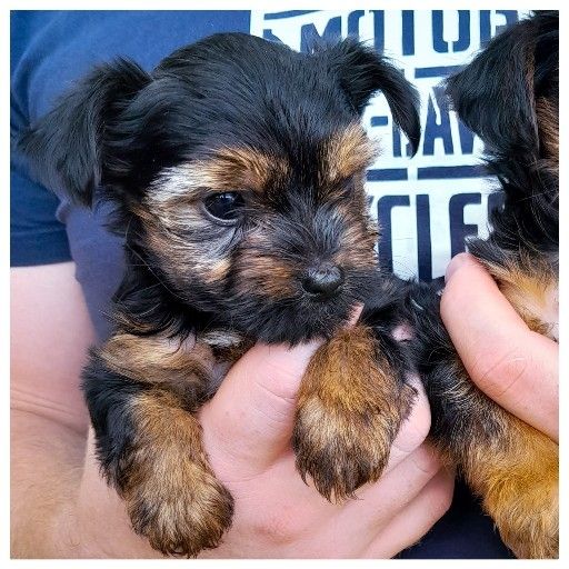Yorkie Female Puppies - PetsOnline